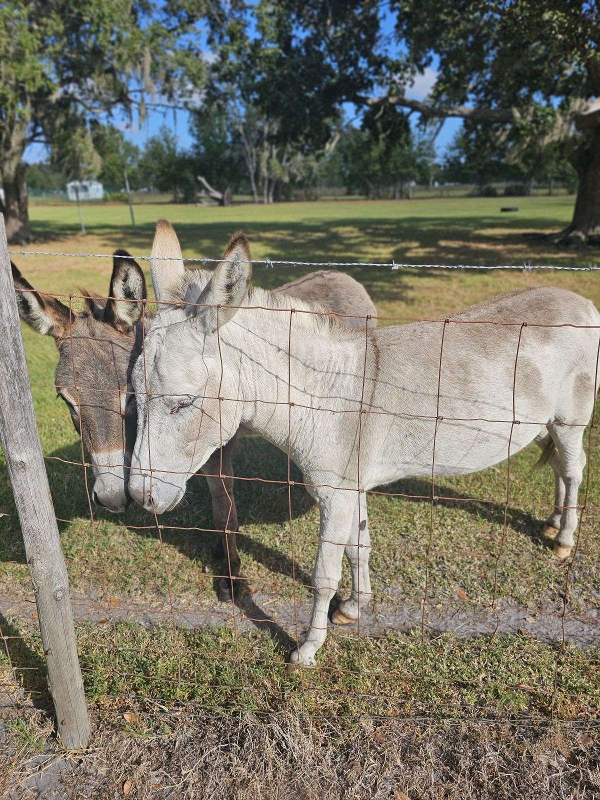 2 Male Donkeys for Sale