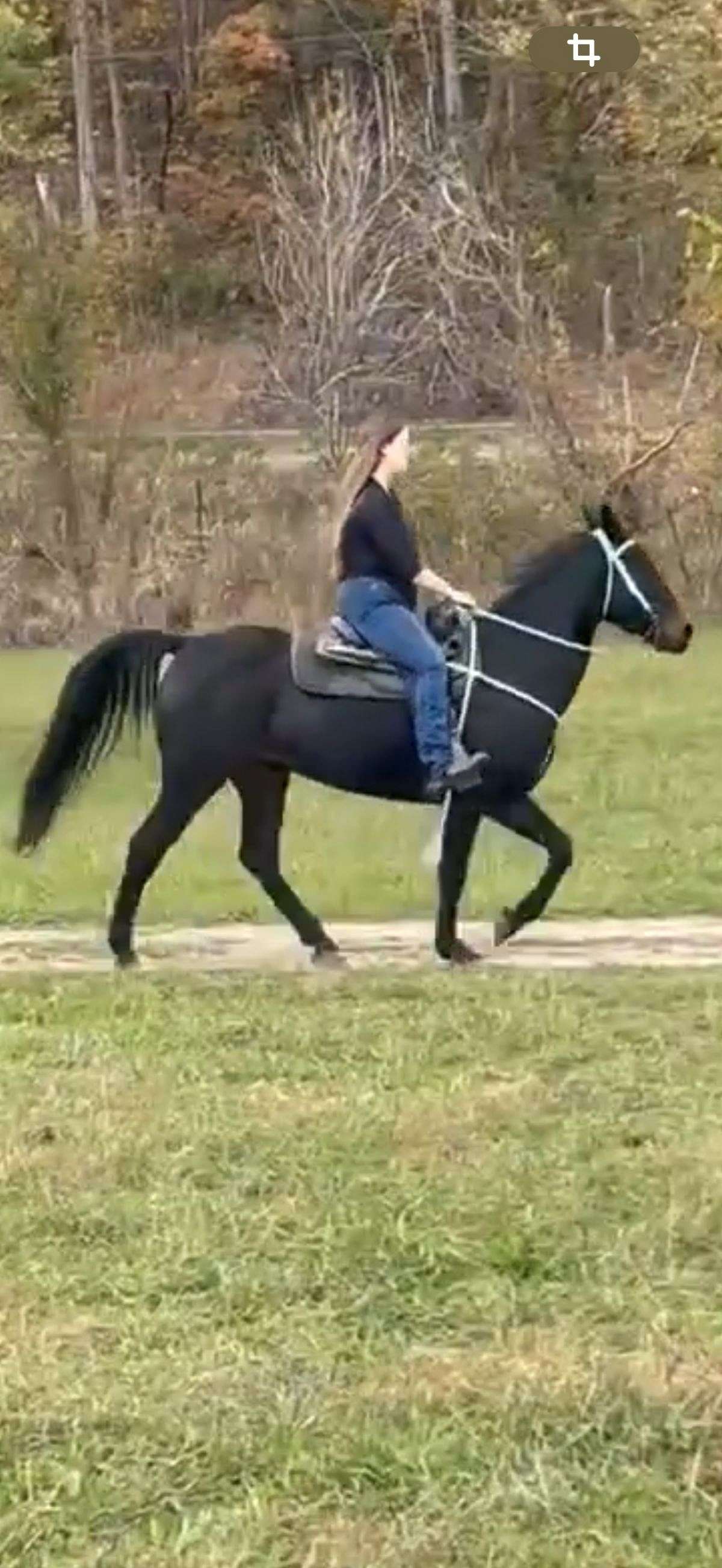 Smooth Gaited Trail Horse