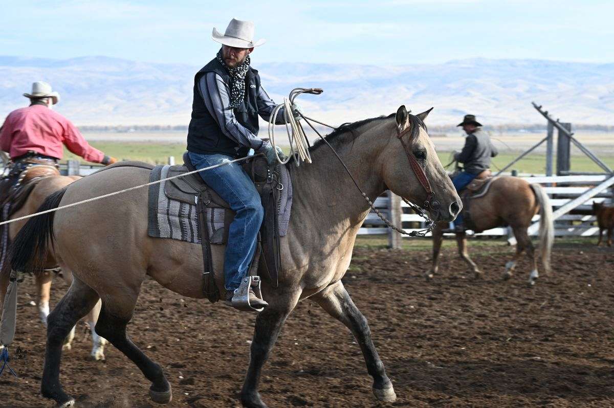 2017 AQHA Dunskin Roan Gelding