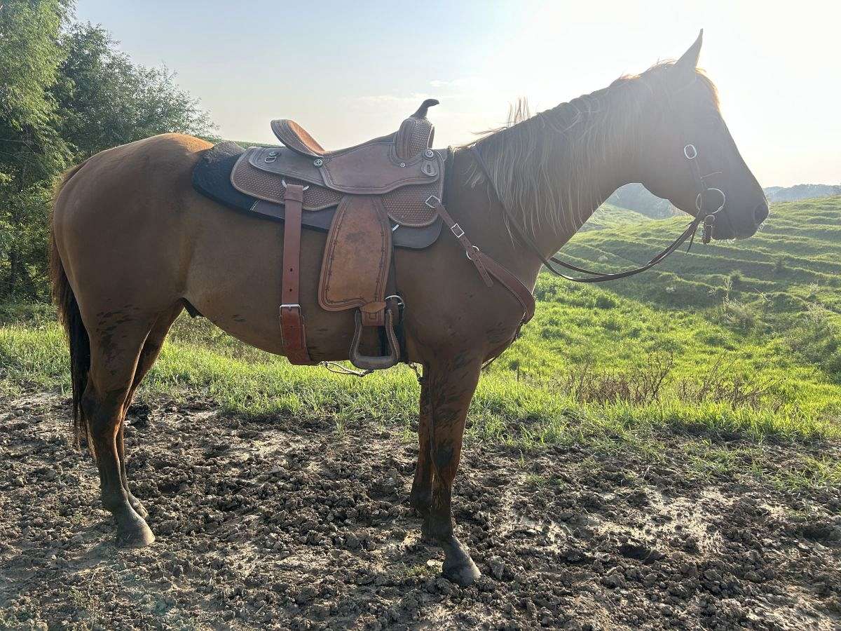 Diesel” - 7 Year Old Gelding