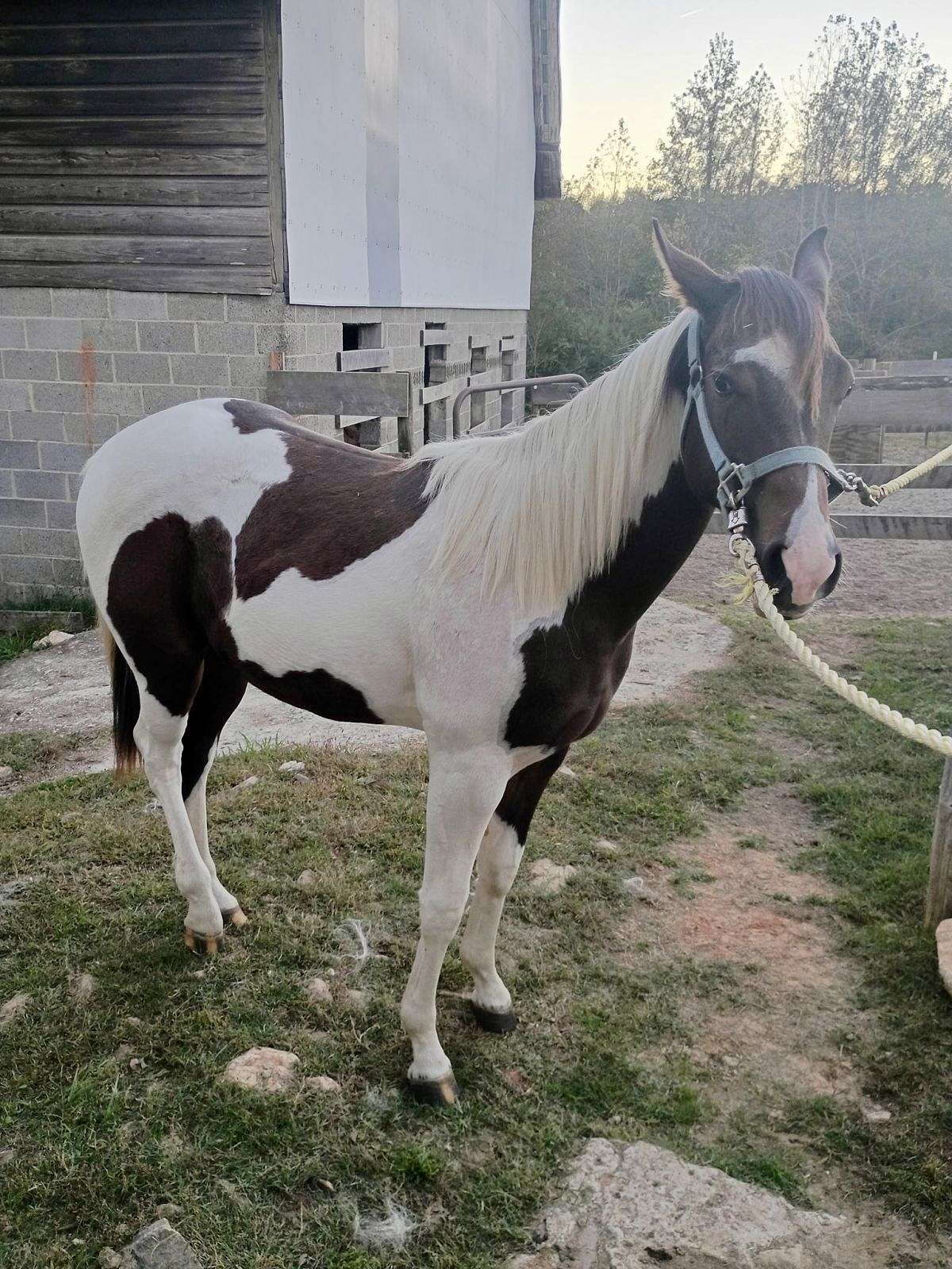 Horse for Sale: Paint Filly