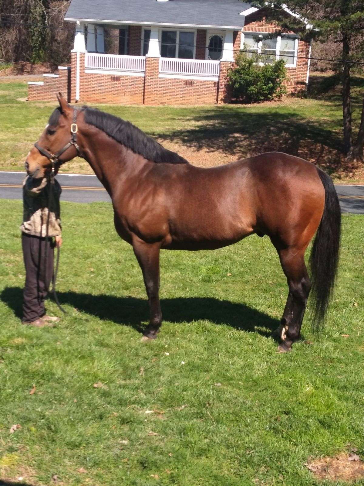 Horse for Sale: Paint Filly