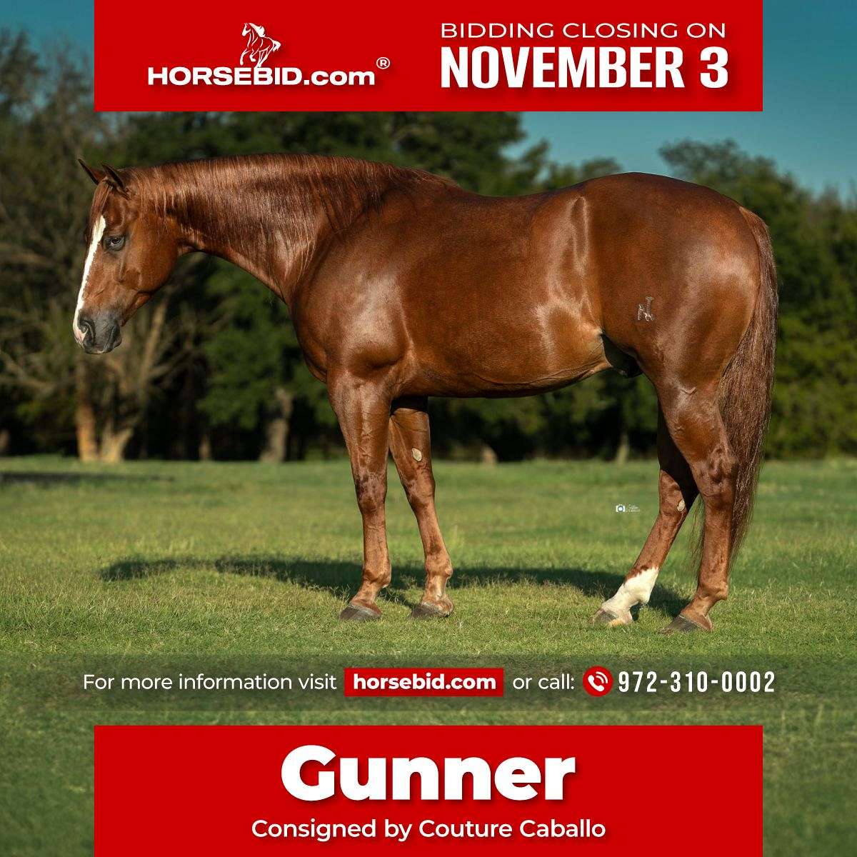 Gunner - Solid Reining & Ranch Horse 5 Yr Old Sorrel AQHA Gelding!