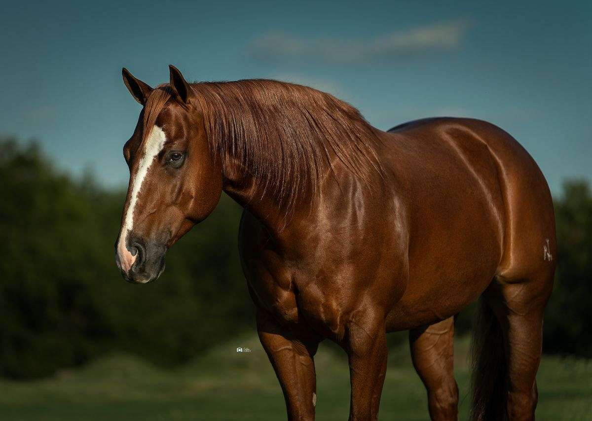 Gunner - Solid Reining & Ranch Horse 5 Yr Old Sorrel AQHA Gelding!