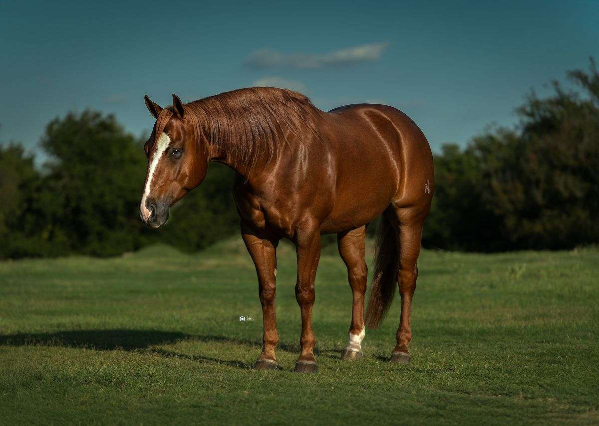 Gunner - Solid Reining & Ranch Horse 5 Yr Old Sorrel AQHA Gelding!