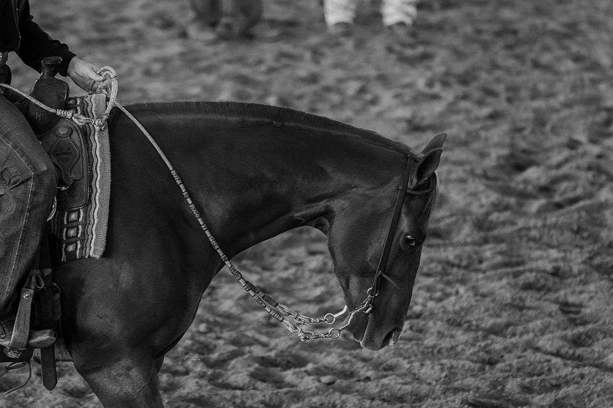 Gunner - Solid Reining & Ranch Horse 5 Yr Old Sorrel AQHA Gelding!