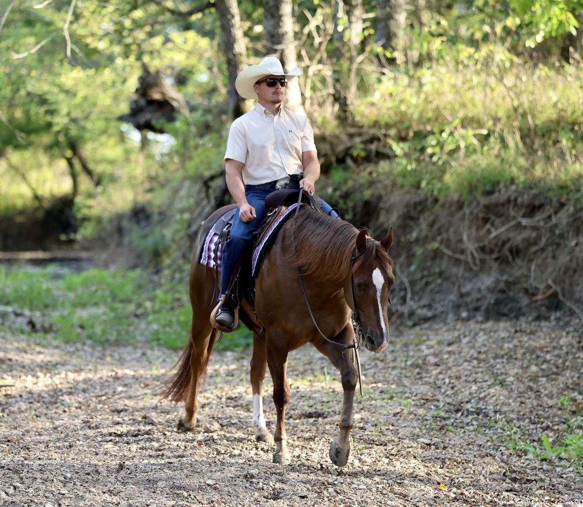 Wizardnwarlocks - Awesome Ranch & Reining Horse 4 yo Chestnut AQHA Gelding!