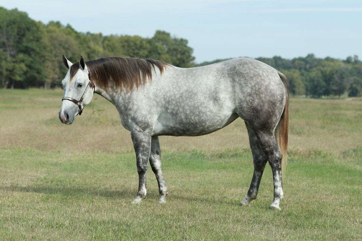 Oakie - Excellent Ranch & Arena Horse 4 yo Grey AQHA Mare!