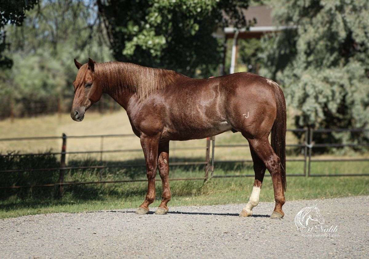 Moonshine - Beautiful Ranch & Cowhorse Deluxe 6 yo Chestnut AQHA Gelding!