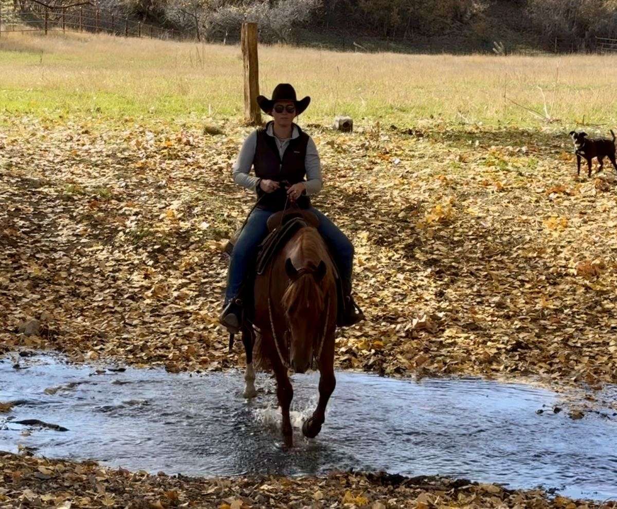 Moonshine - Beautiful Ranch & Cowhorse Deluxe 6 yo Chestnut AQHA Gelding!