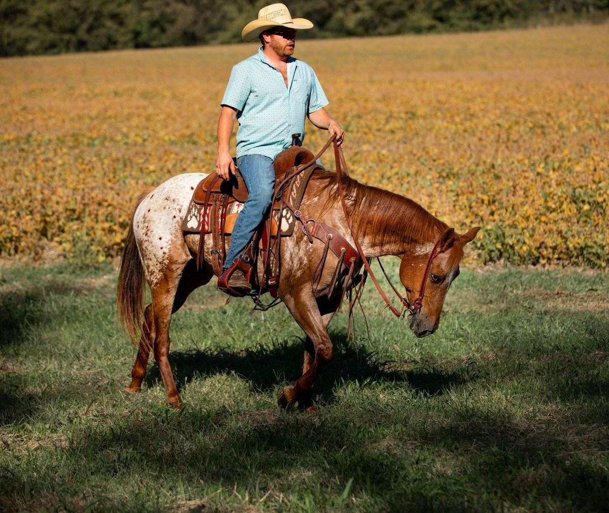 Kvs Mega Rare - Extremely Gentle & Versatile 8 yo Chestnut APHC Mare!