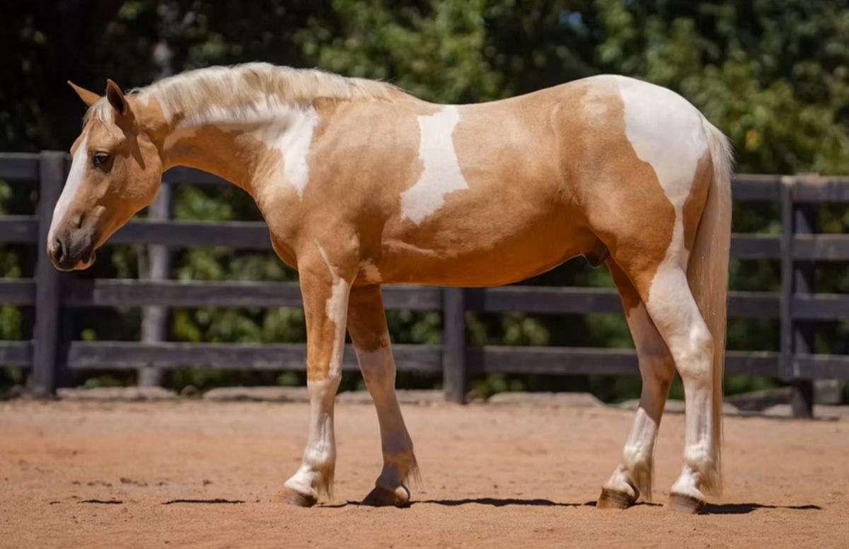 Joplin - Showstopper of a Horse 5 Yr Old Palomino Paint Draft X Gelding!