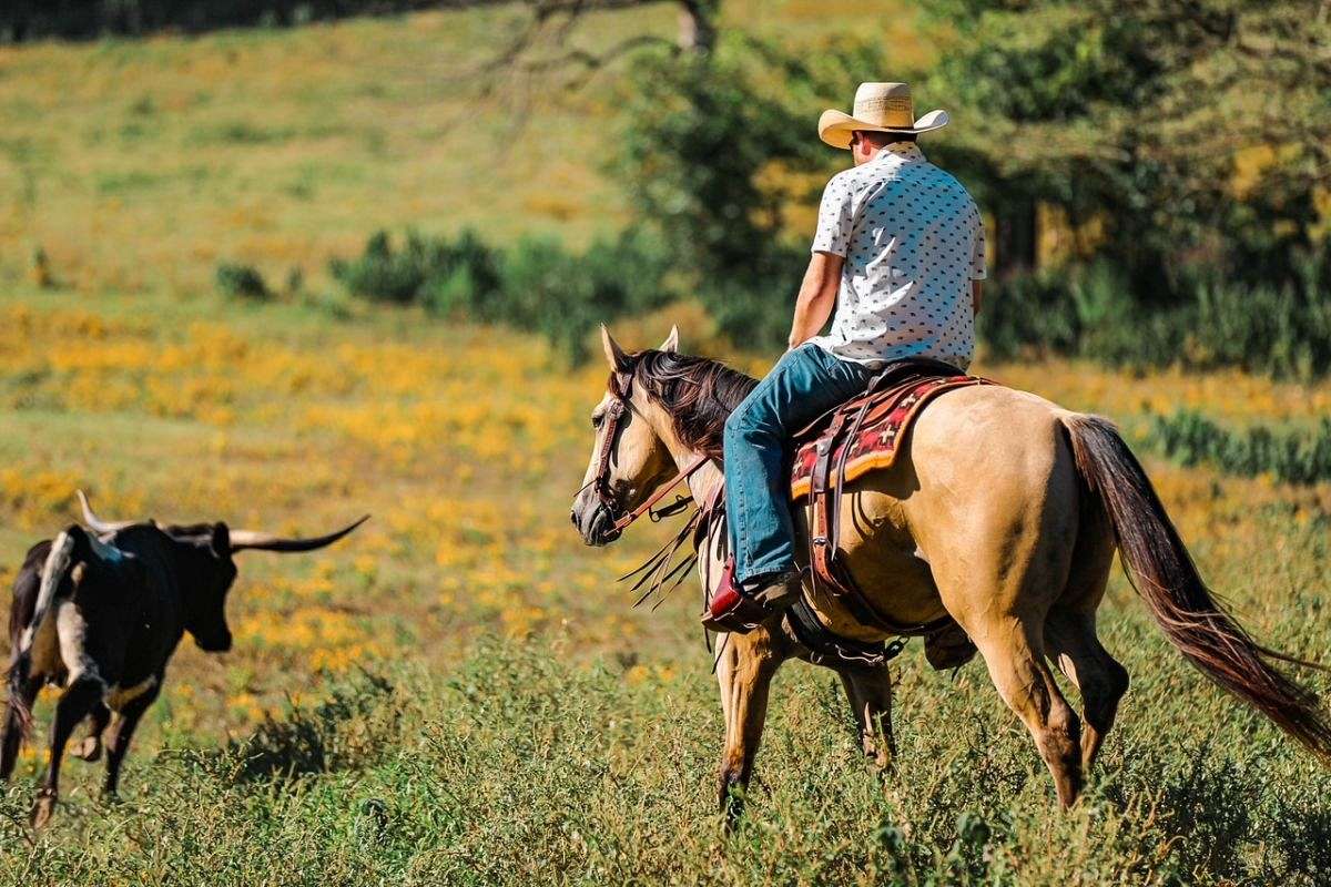 Jl Sizzlin Poco - Absolutely Stunning & Athletic 3 yo Buckskin AQHA Mare!