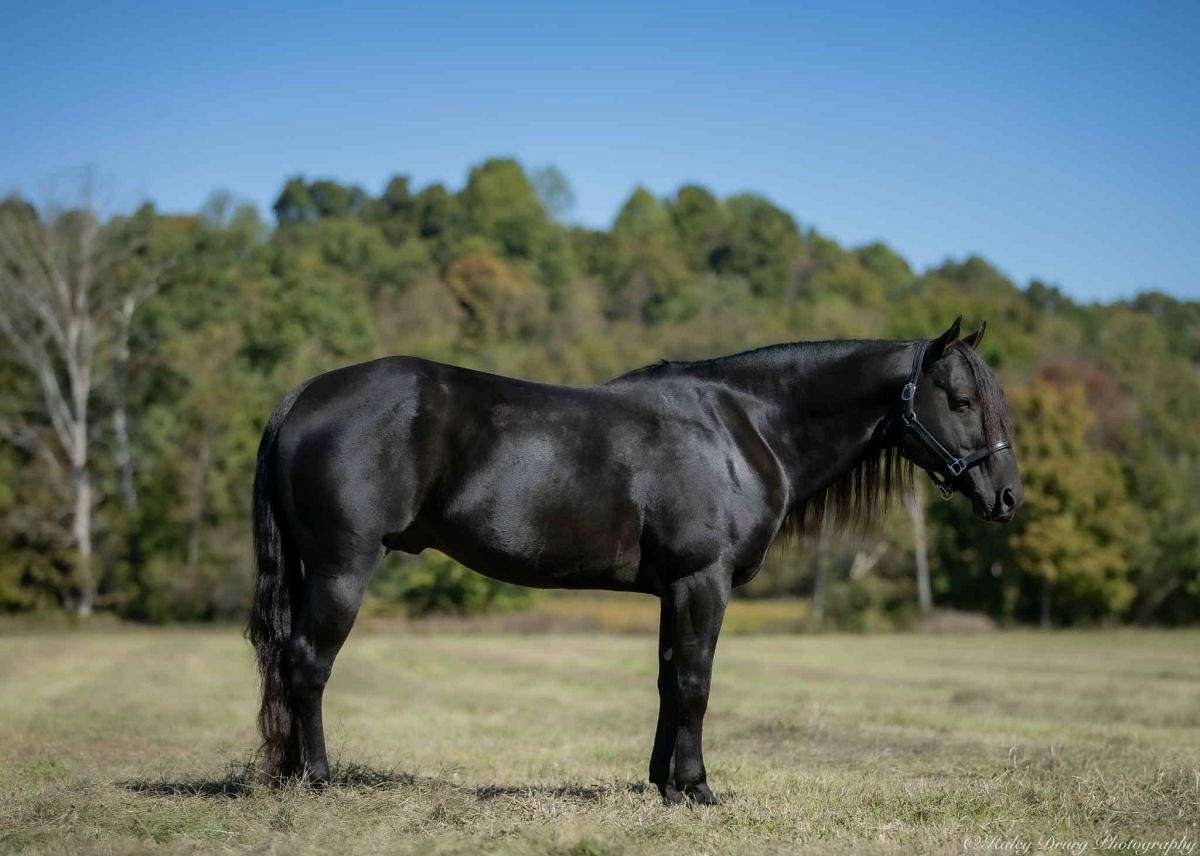 Elvis - Beginner/Family Friendly 9 Yr Old Black AQHA Stallion