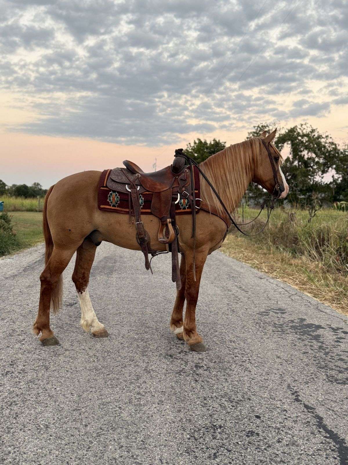 Drago - Exceptional All Around Horse 7 Yr Old Red Dun Draft Cross Gelding!