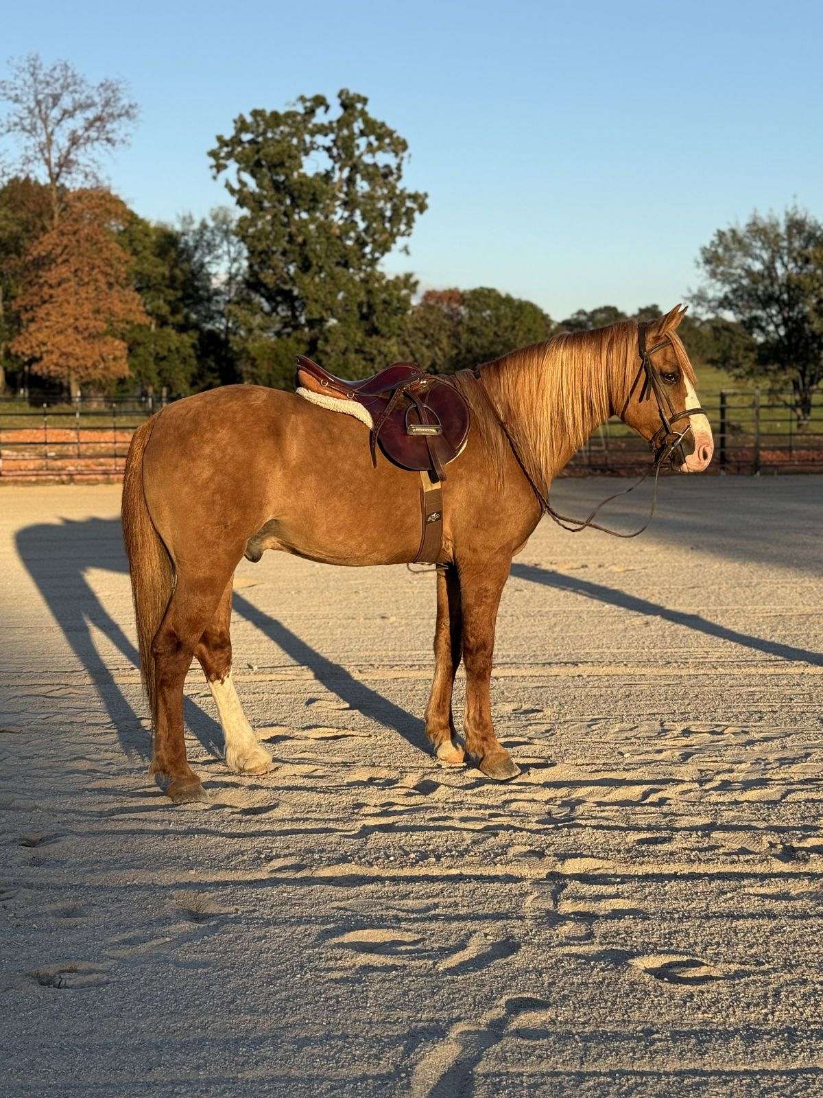 Drago - Exceptional All Around Horse 7 Yr Old Red Dun Draft Cross Gelding!