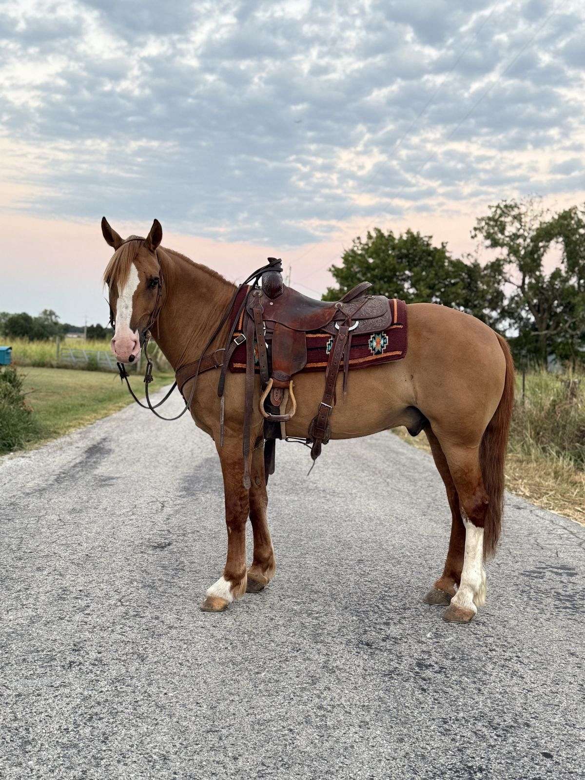 Drago - Exceptional All Around Horse 7 Yr Old Red Dun Draft Cross Gelding!