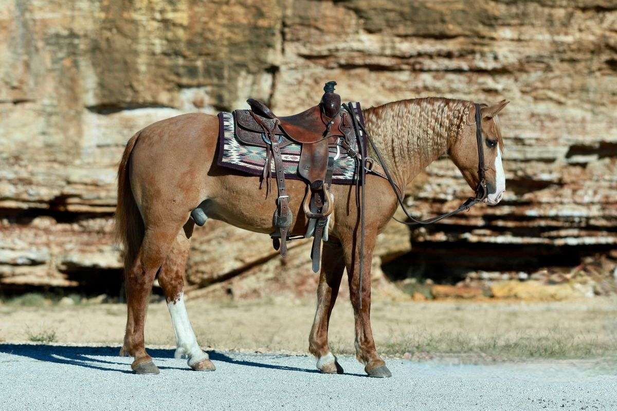 Drago - Exceptional All Around Horse 7 Yr Old Red Dun Draft Cross Gelding!