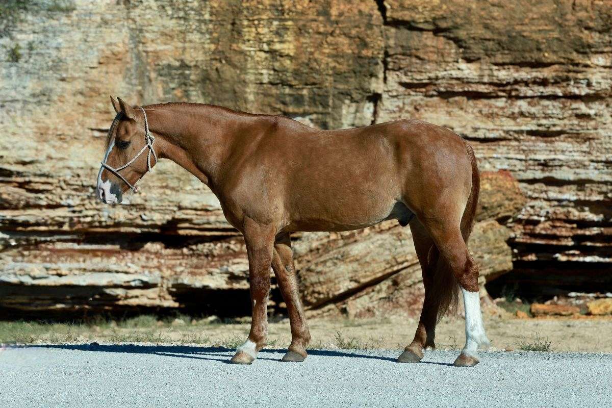 Drago - Exceptional All Around Horse 7 Yr Old Red Dun Draft Cross Gelding!