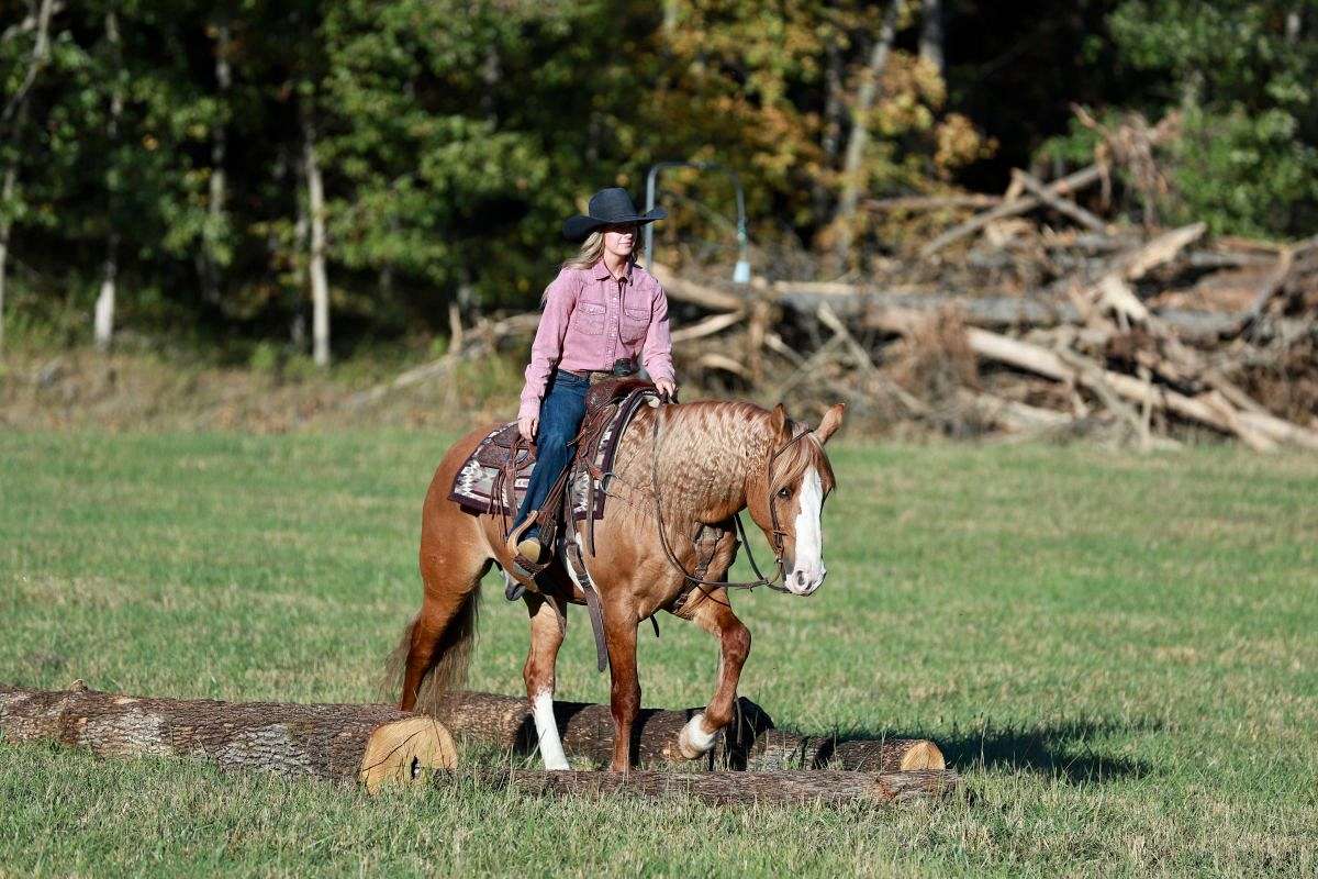 Drago - Exceptional All Around Horse 7 Yr Old Red Dun Draft Cross Gelding!