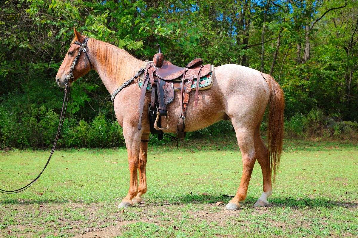 Super Nice Red Roan Quarter Horse Gelding, Responsive, Fun, Handy, Athletic