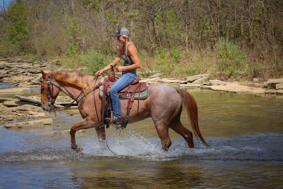 Super Nice Red Roan Quarter Horse Gelding, Responsive, Fun, Handy, Athletic
