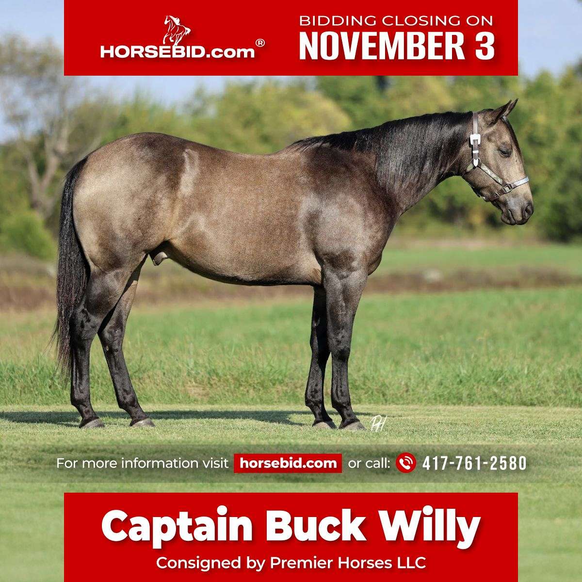 Captain Buck Willy - Tall, Dark, and Handsome 5 yo Buckskin AQHA Gelding!