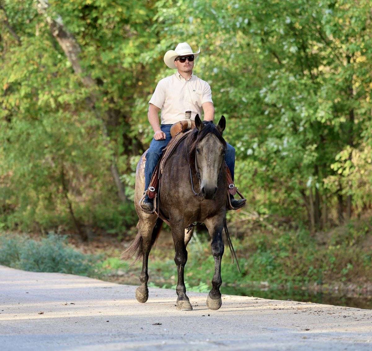 Captain Buck Willy - Tall, Dark, and Handsome 5 yo Buckskin AQHA Gelding!