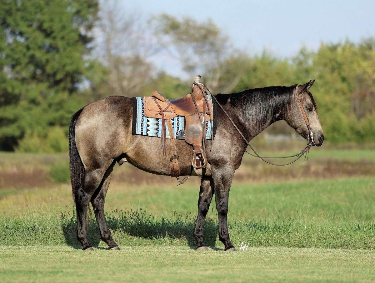 Captain Buck Willy - Tall, Dark, and Handsome 5 yo Buckskin AQHA Gelding!