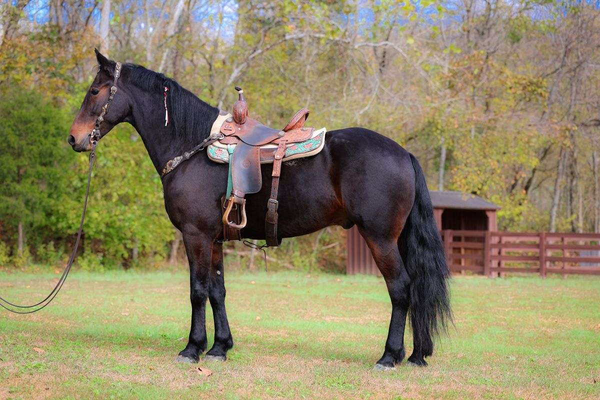 Real Classy, Elegant, and Fancy Dark Bay Friesian Sport Horse Gelding