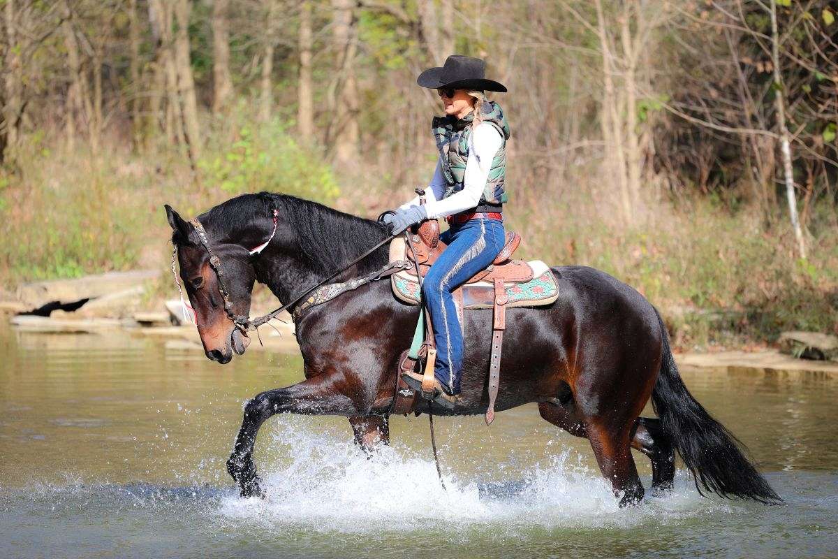 Real Classy, Elegant, and Fancy Dark Bay Friesian Sport Horse Gelding
