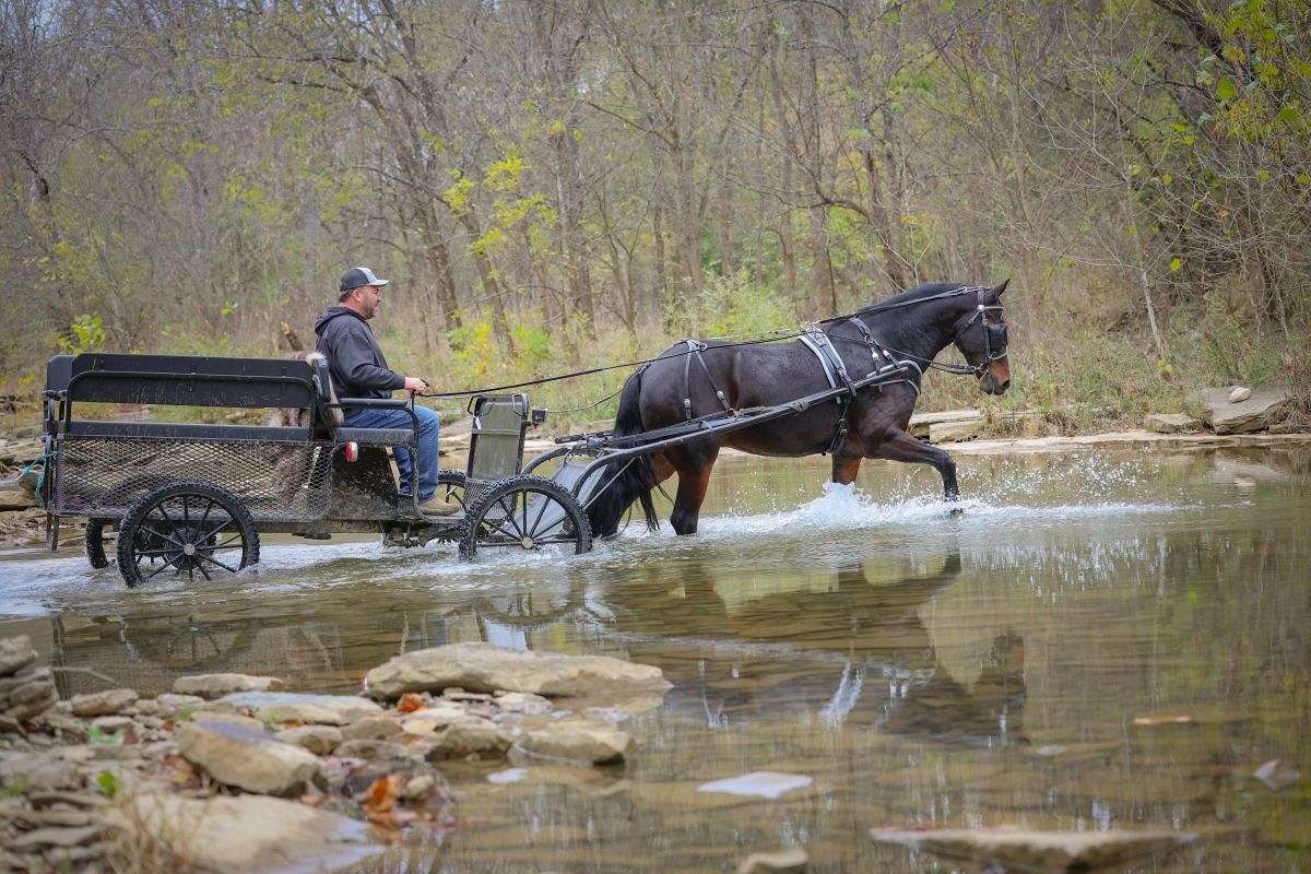 Real Classy, Elegant, and Fancy Dark Bay Friesian Sport Horse Gelding