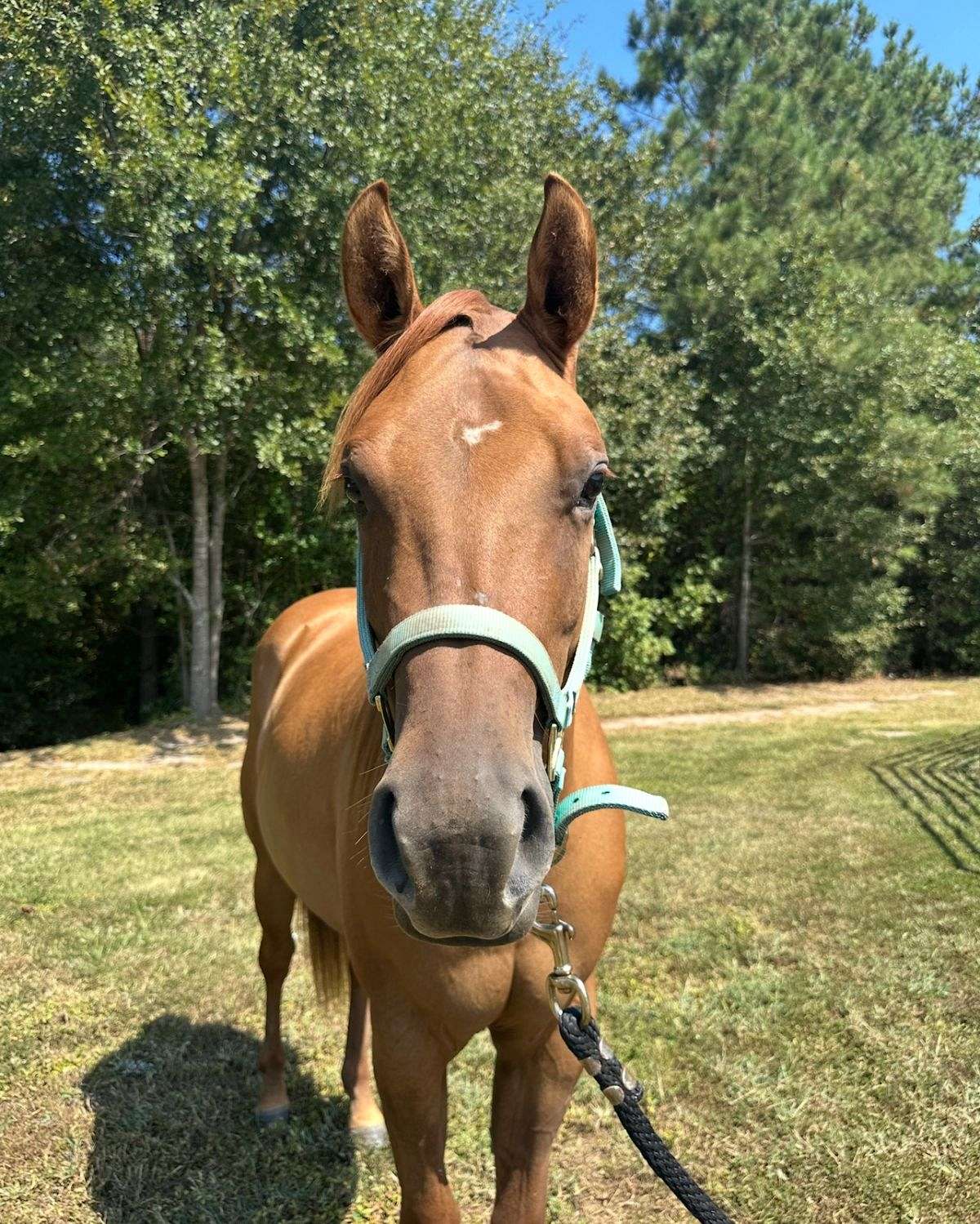 Dun Filly - Kit