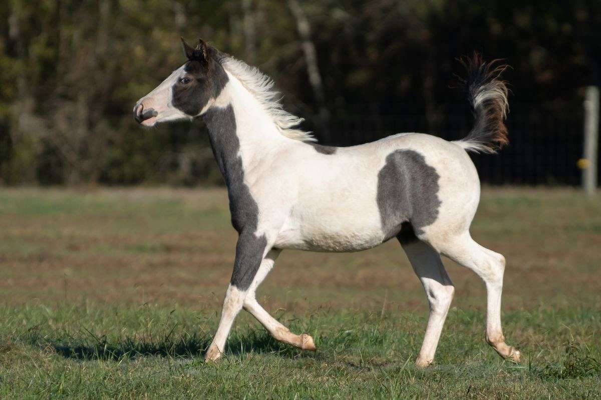 2025 APHA Smoky Blue Roan Tovero Colt