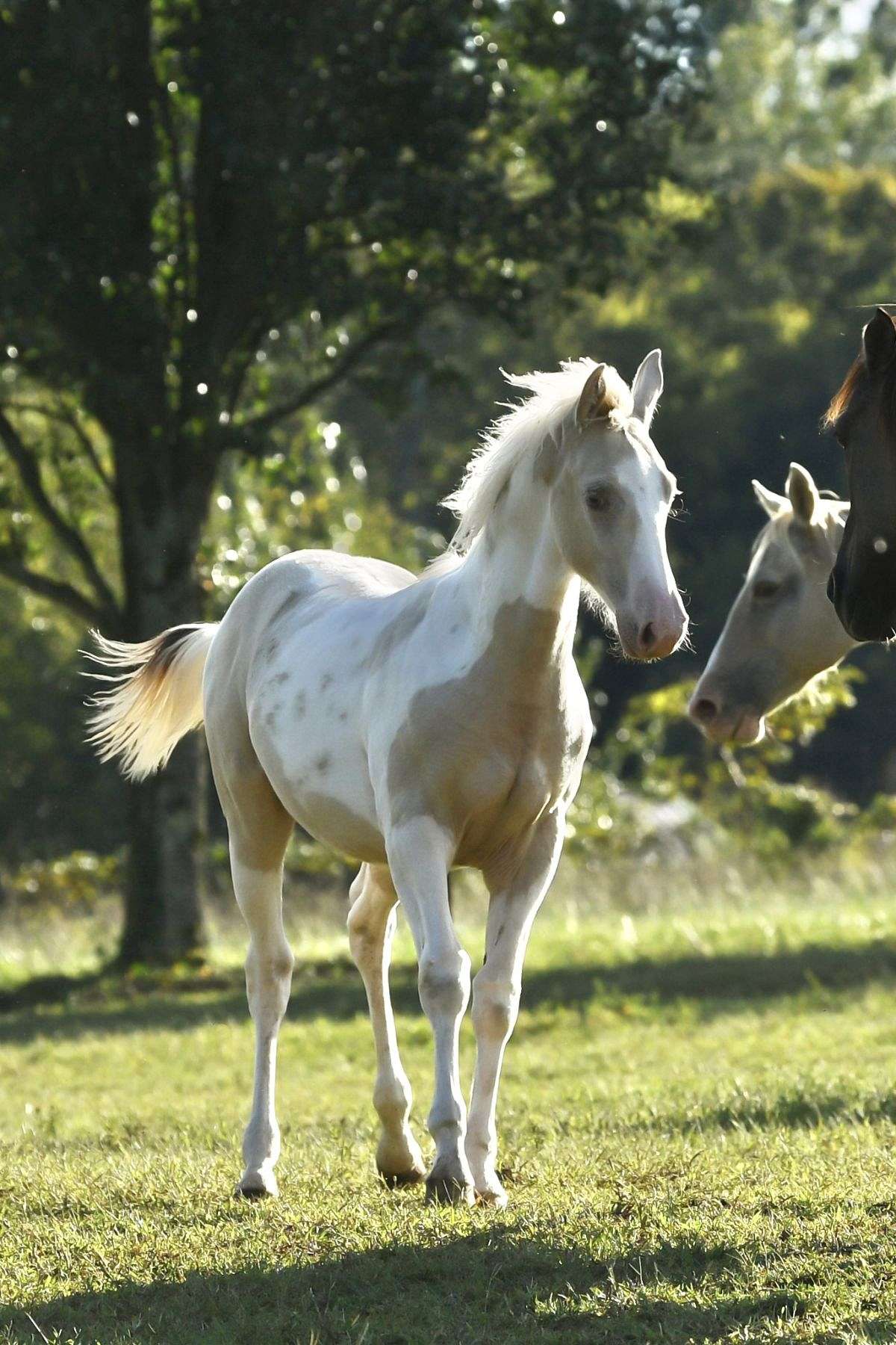 2025 APHA Classic Cream Champagne Tobiano Colt