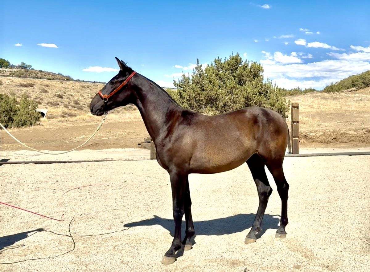 Black Filly With Pearl Gene