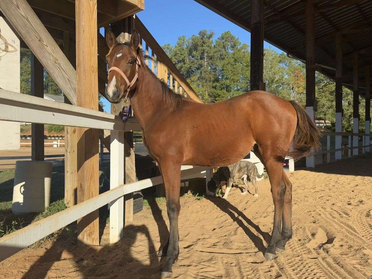 Appendix Colt for Sale