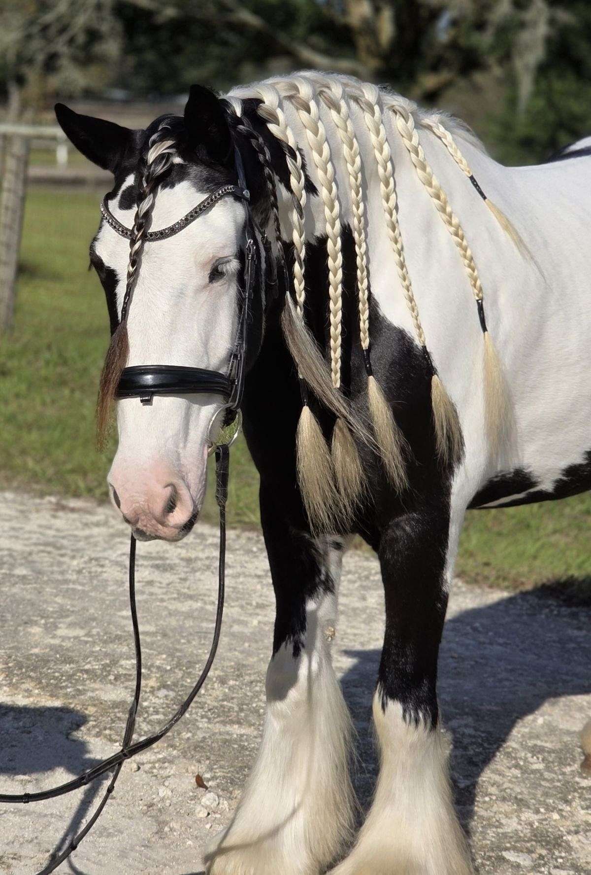 All-Around Gypsy Vanner Gelding