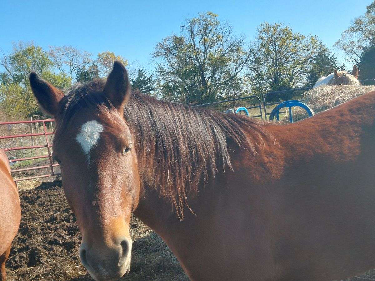5 Year Old Bay BLM Mustang Filly
