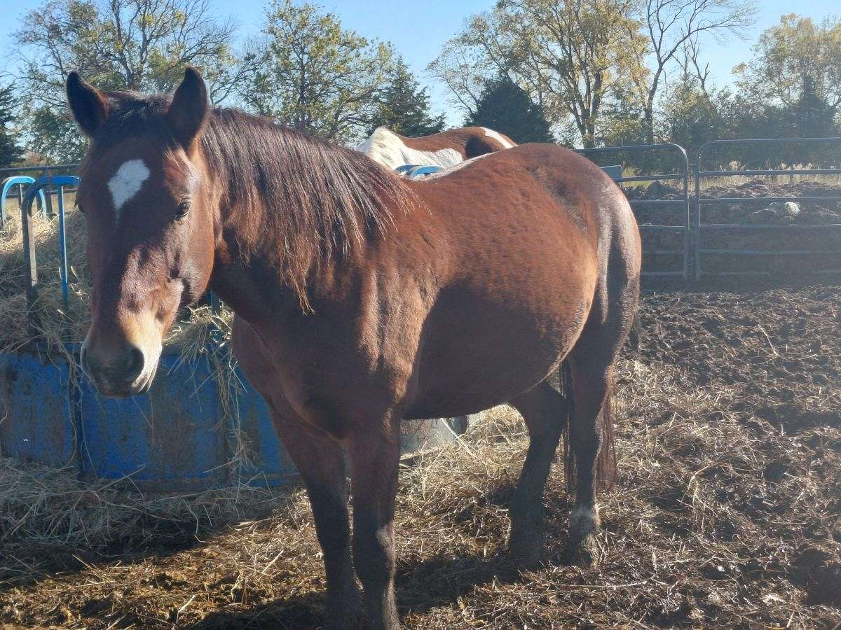 5 Year Old Bay BLM Mustang
