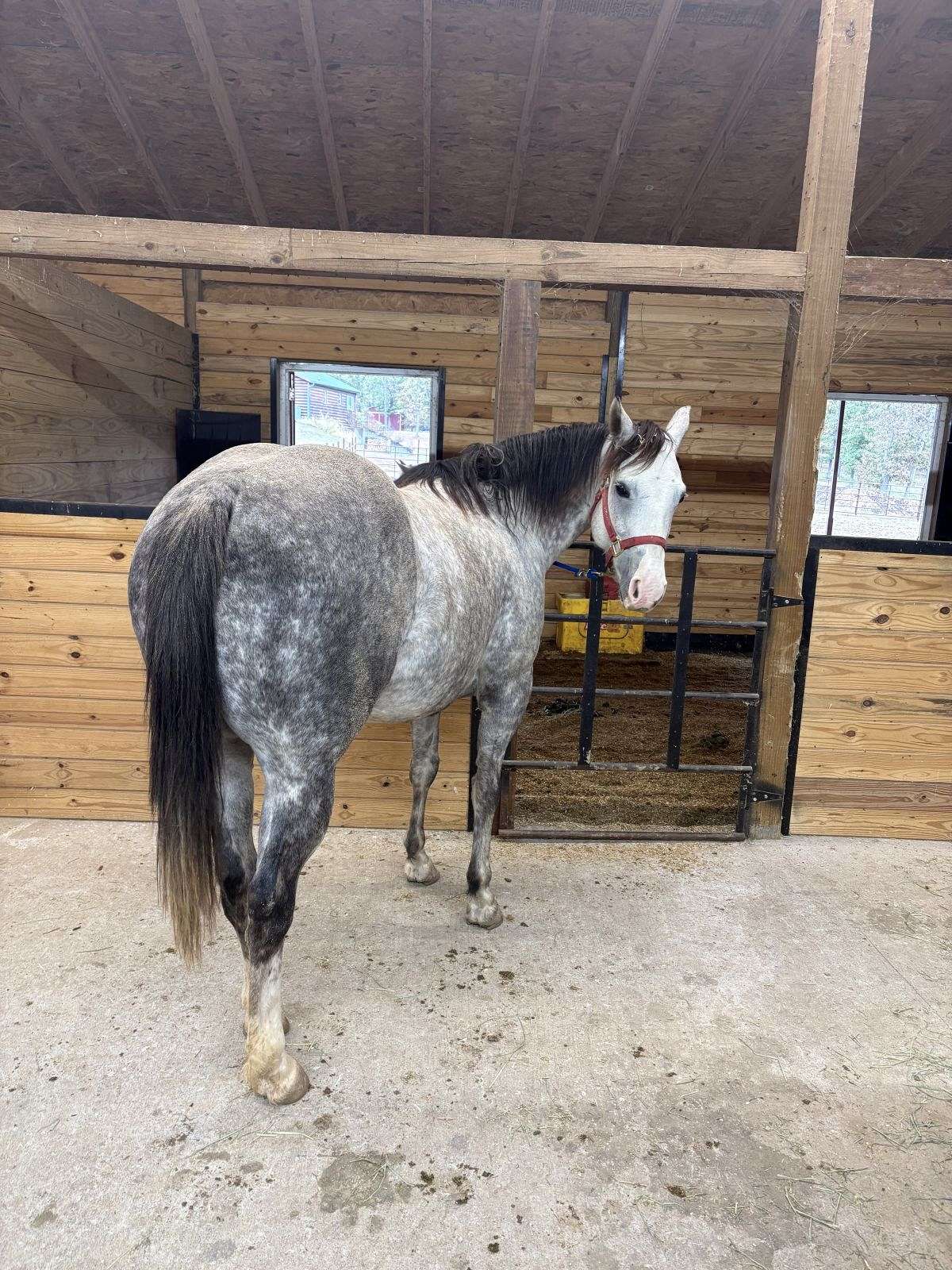 6y/O Grey AQHA Mare