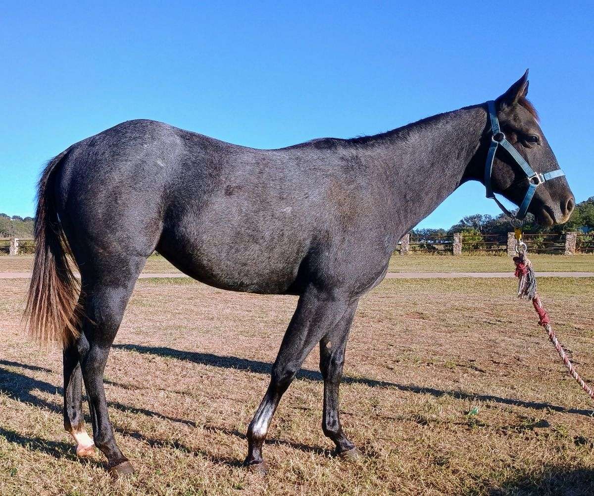 Peptoboomsmal - Cow Horse Breeding for Versatility - Filly for Sale