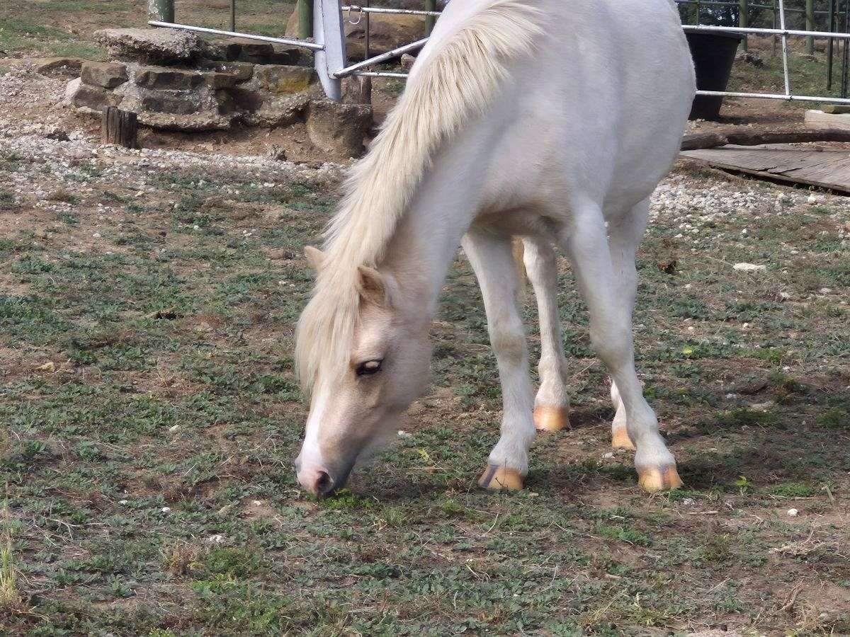Welsh Palomino Roan Pinto Pony