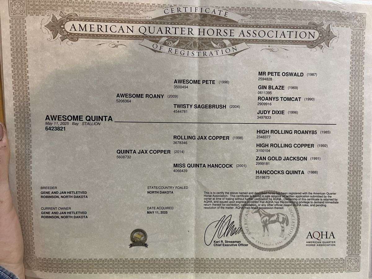 Awesome Quinta Future Ranch Horse