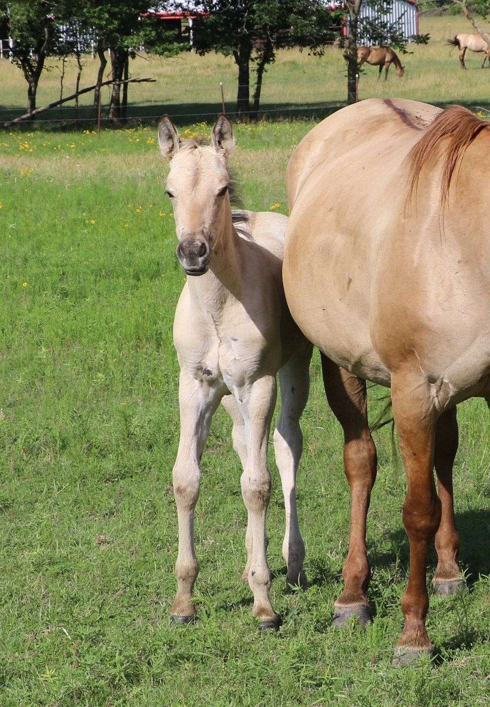 Exceptional 2025 Dun Filly