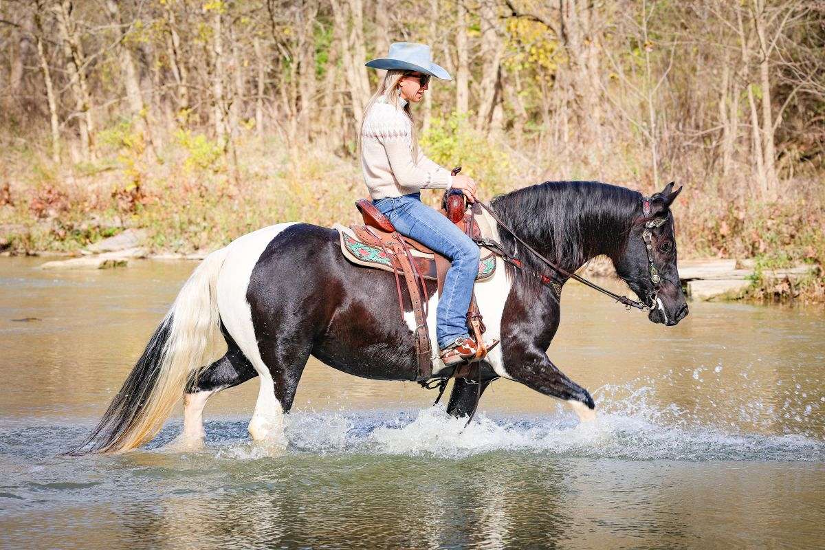 Super Gentle Spotted Draft Friesian Crossbred Mare, Youth Ridden, Trails
