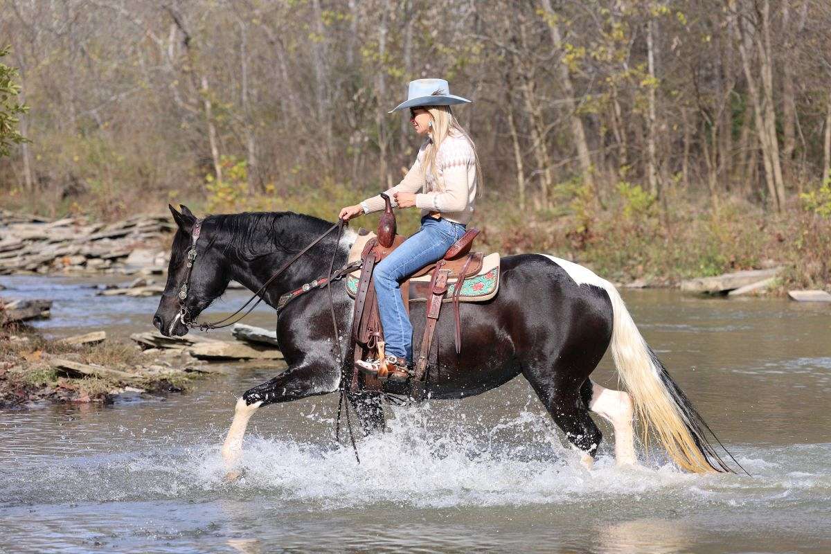 Super Gentle Spotted Draft Friesian Crossbred Mare, Youth Ridden, Trails