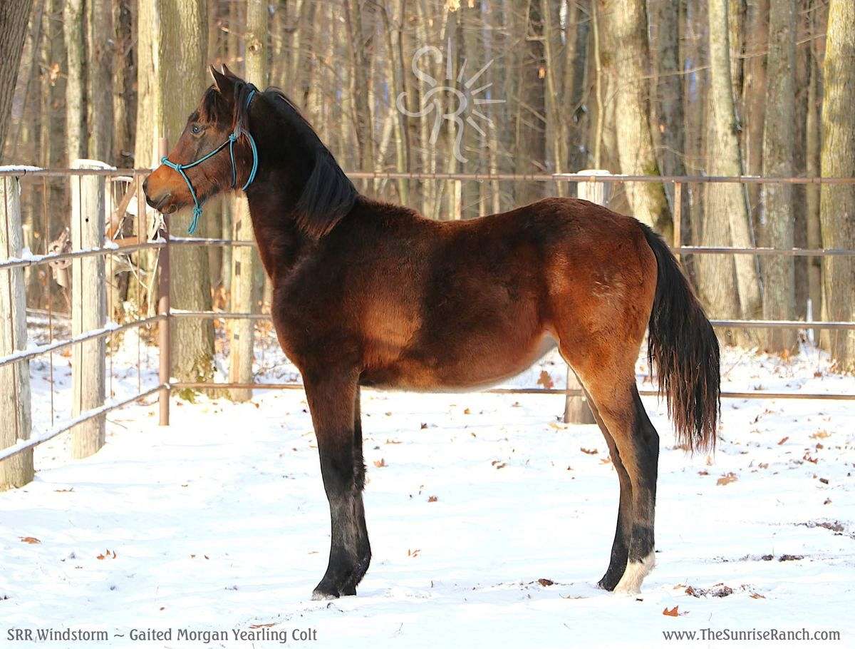 Gorgeous Full Morgan Gaited Yearling Colt