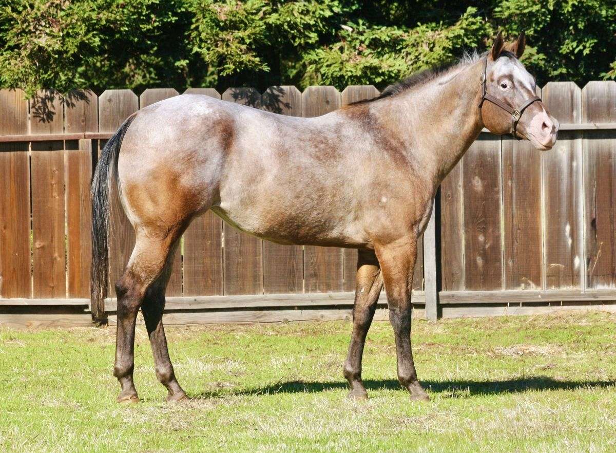 Gorgeous Red Roan All Around Family Safe Appy Mare. Arena, Show, 4H, Trails