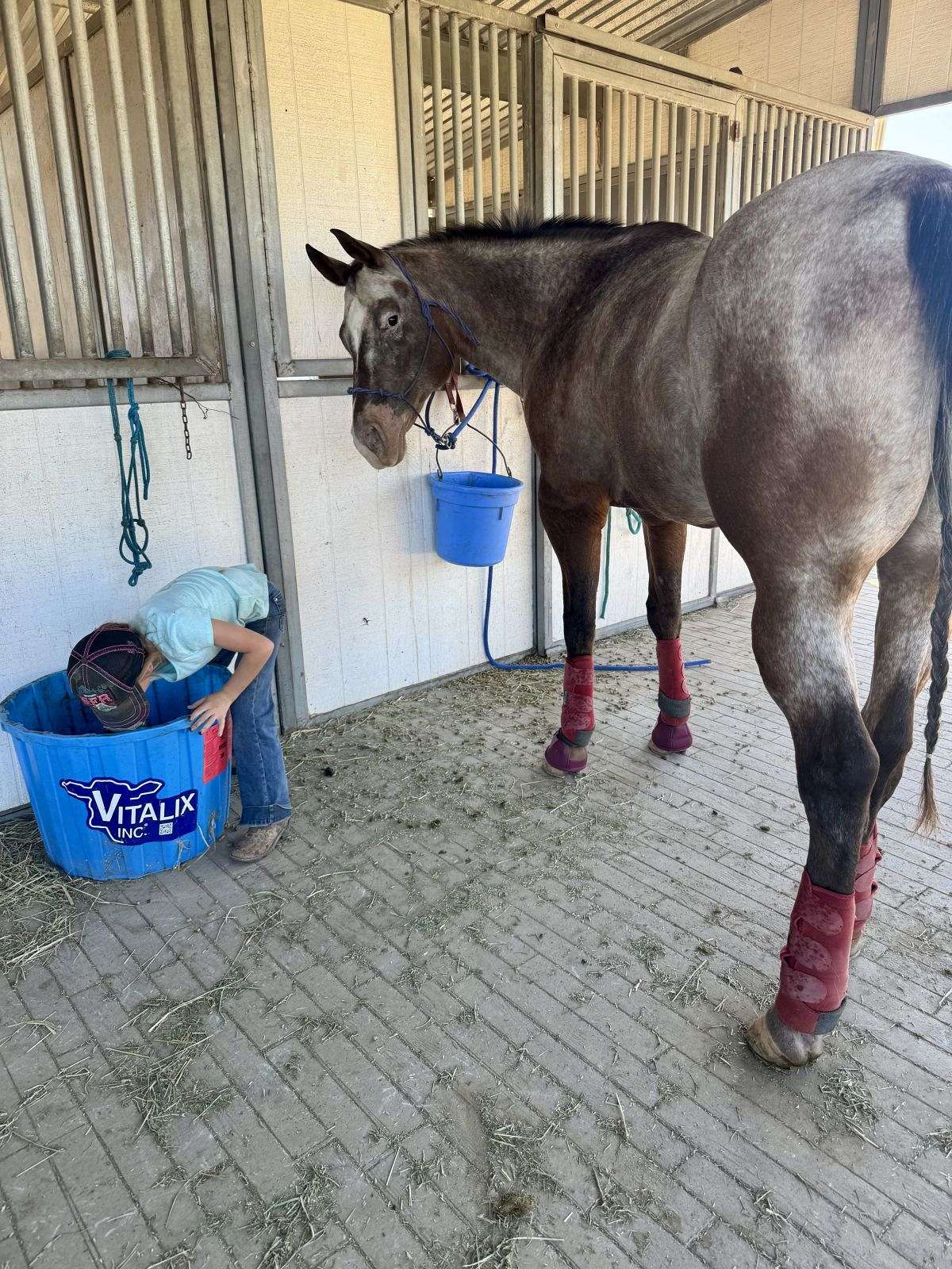Gorgeous Red Roan All Around Family Safe Appy Mare. Arena, Show, 4H, Trails